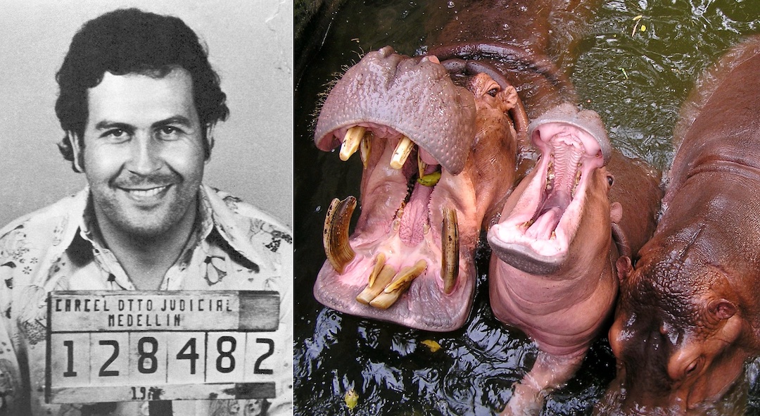 Meat Madness: How American Farmers Almost Became Hippo Ranchers | AgWeb