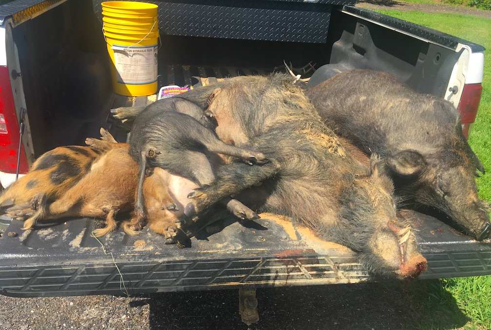 Wild Pigs Inflict Freakish Damage On Alabama Farmer’s Crops And Cattle ...