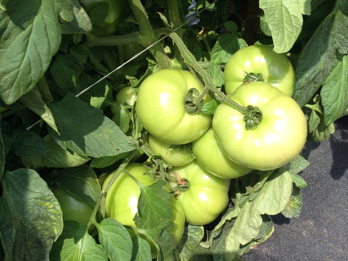 Abundant vegetable crop shaping up for Ontario | The Packer