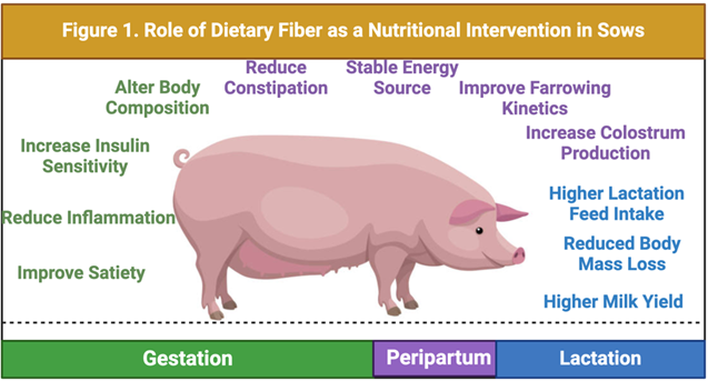 Unlocking the Puzzle: Advancing Sow Fiber Nutrition | Pork Business