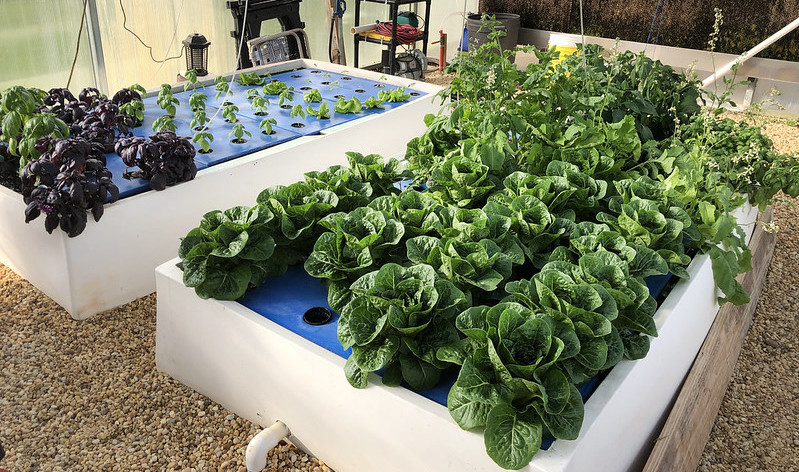 Crop Gangsters: Million-Dollar Farm Ponzi Collapses Under Flood of Fish ...