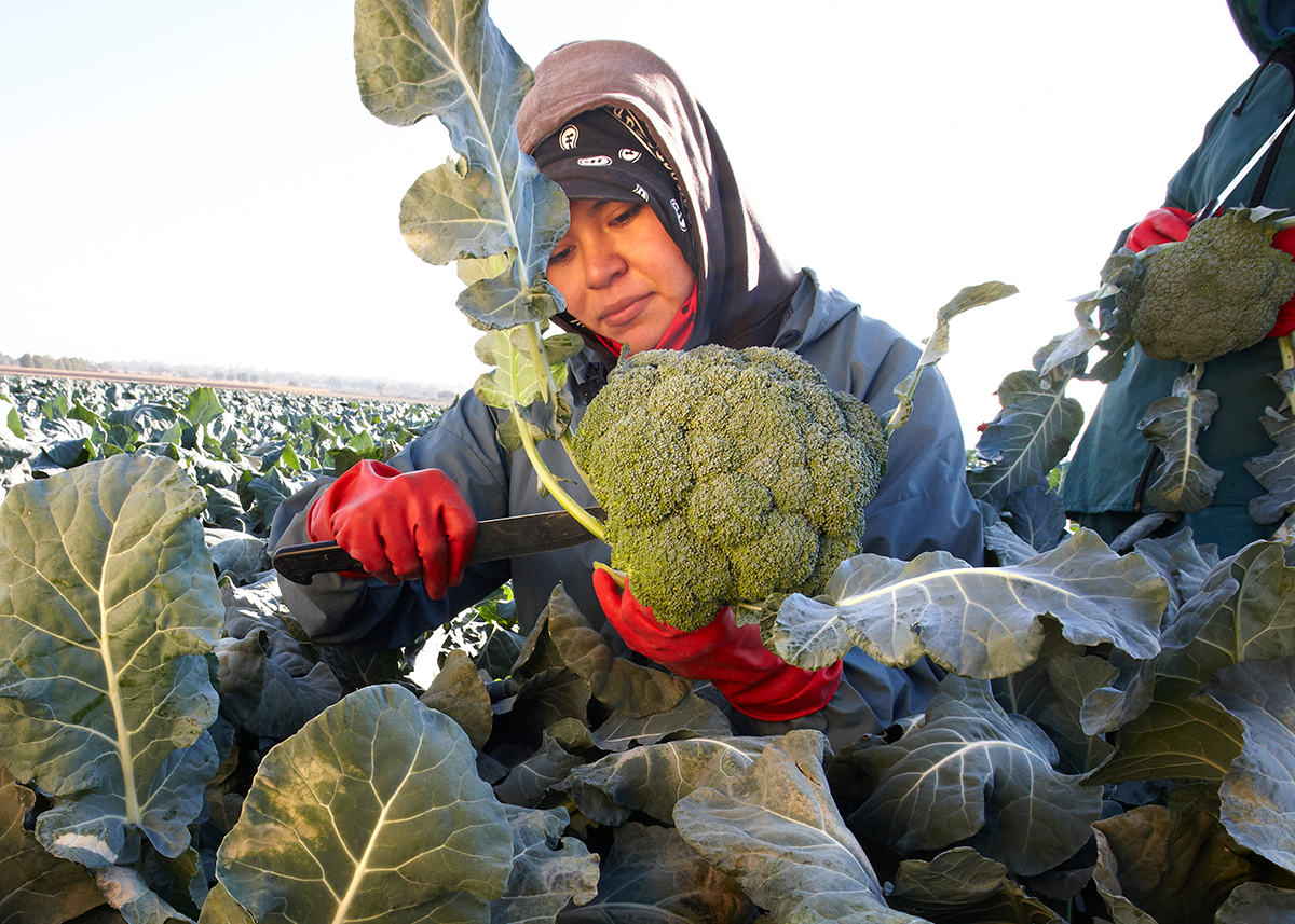 At Bayer, breeding with a laser focus on sustainability proves a ...