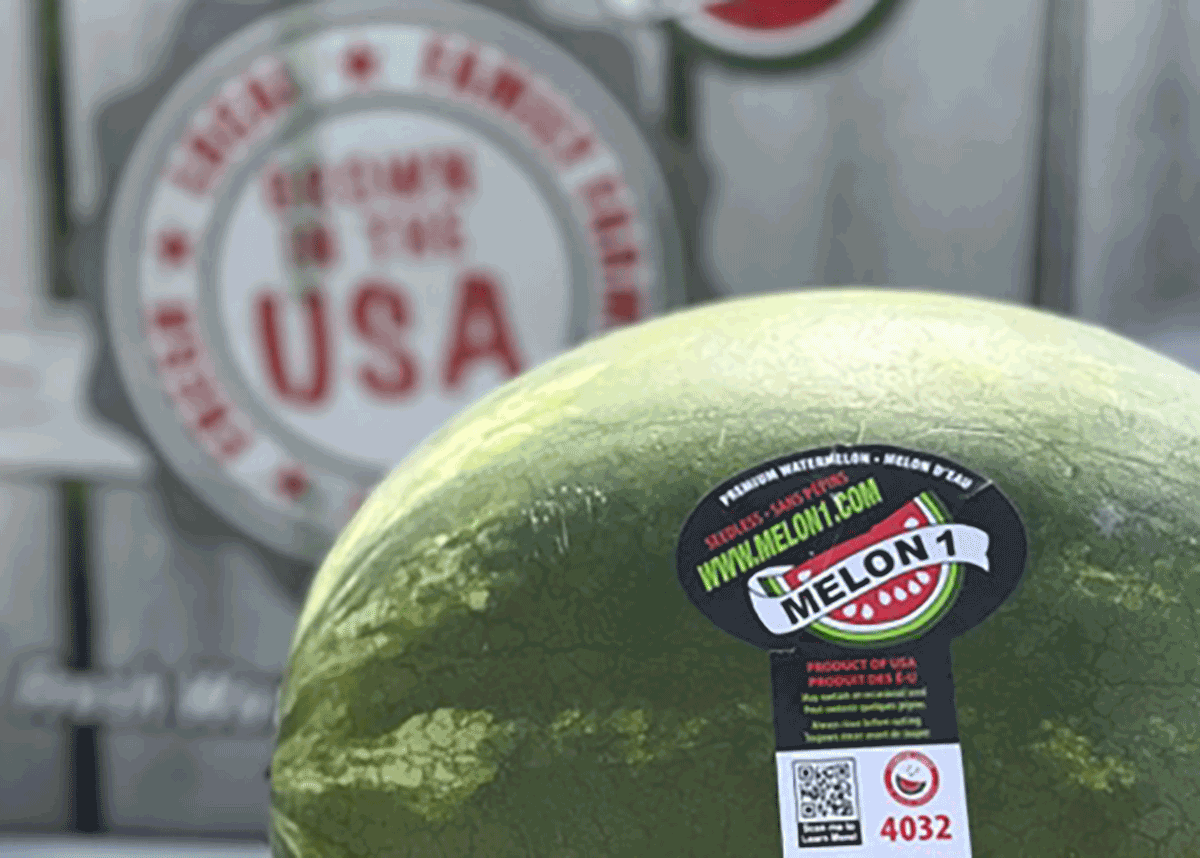 Melon 1's 2026 Watermelon Season Starts with Strong Early Harvests ...