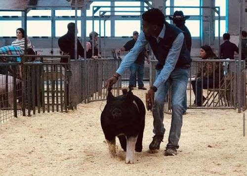 Showing Pigs in the South Through One Showman's Eyes | Pork Business