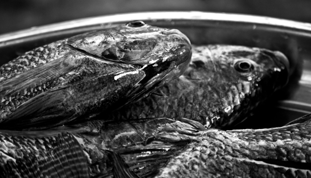 Crop Gangsters: Million-Dollar Farm Ponzi Collapses Under Flood of Fish ...