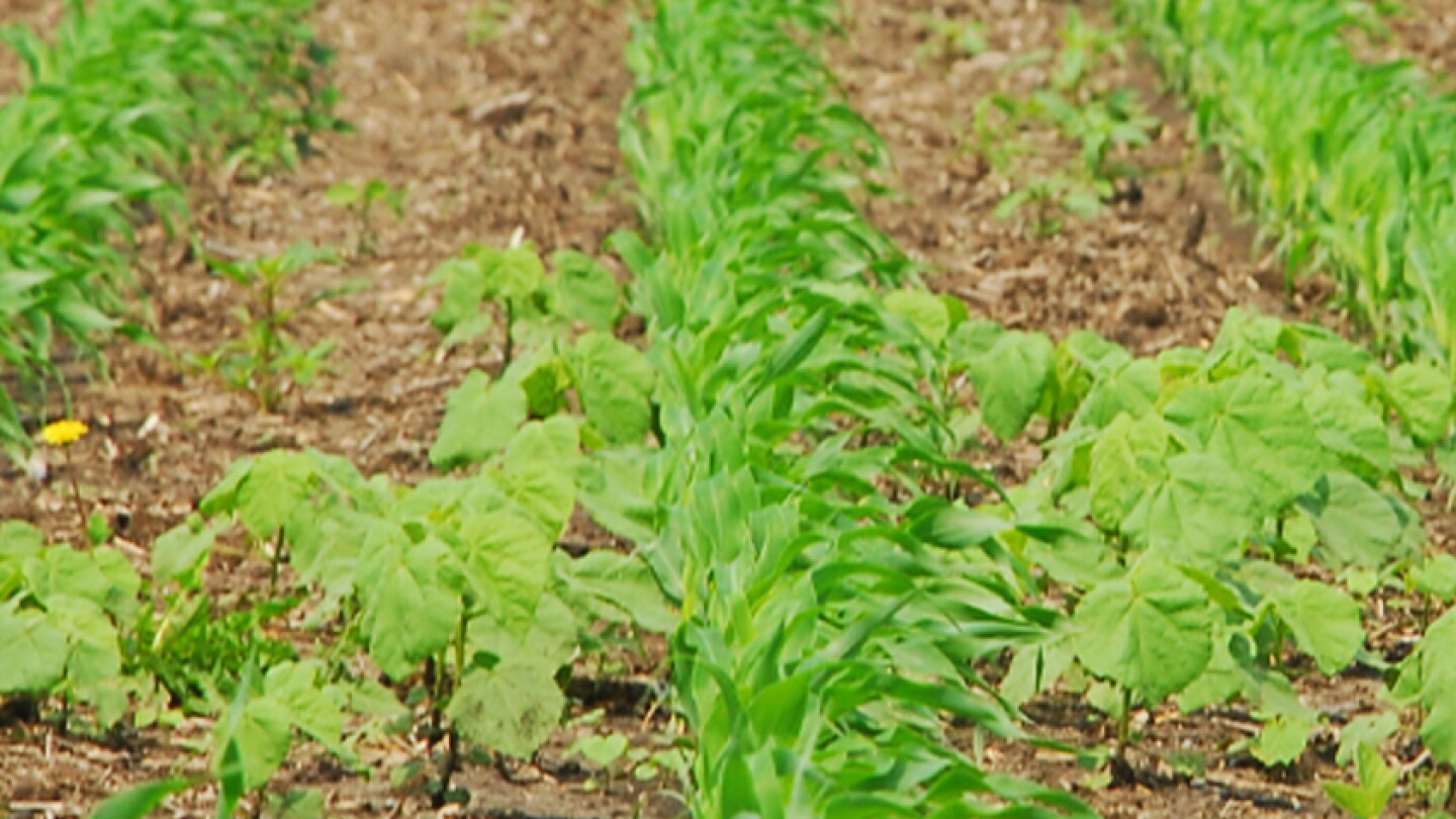 First-Ever Solid-Encapsulated Herbicide For Pre and Post Weed Control ...
