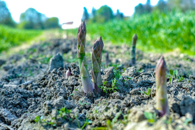 asparagus farms in michigan