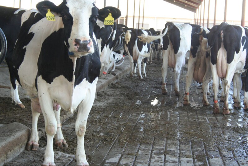 Mooving Cows: A New Approach to Training Cow Handling - Dairy Herd
