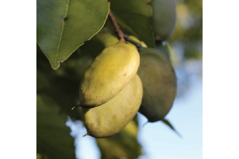 Pongamia may have a future in Florida - The Packer