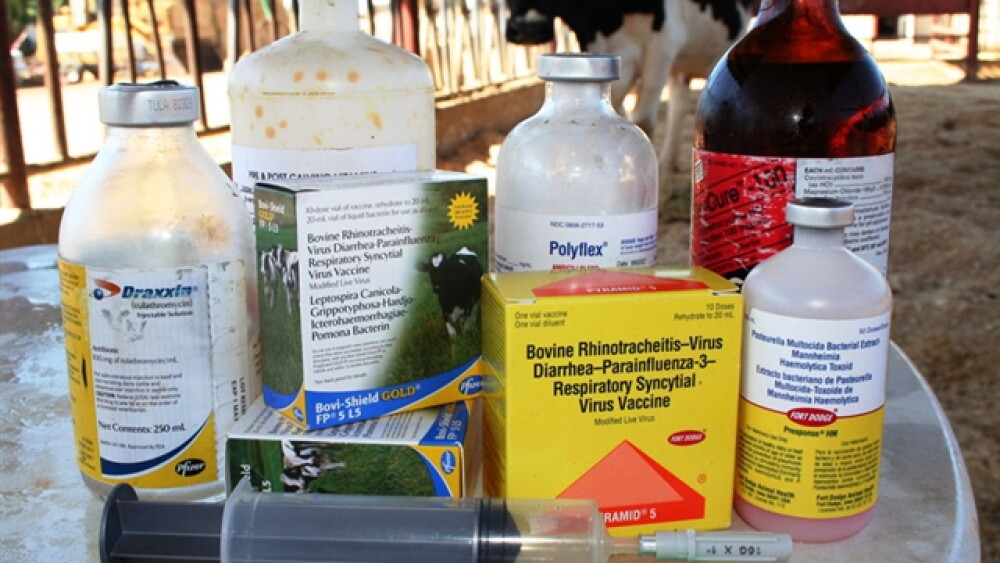 AVMA Announces 11 Newly Proposed Veterinary Colleges