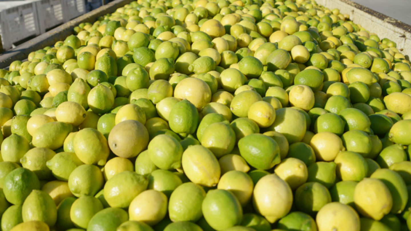 Argentina president celebrates lemon exports to U.S. - The Packer ...