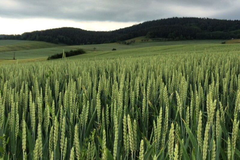 wheat crops information