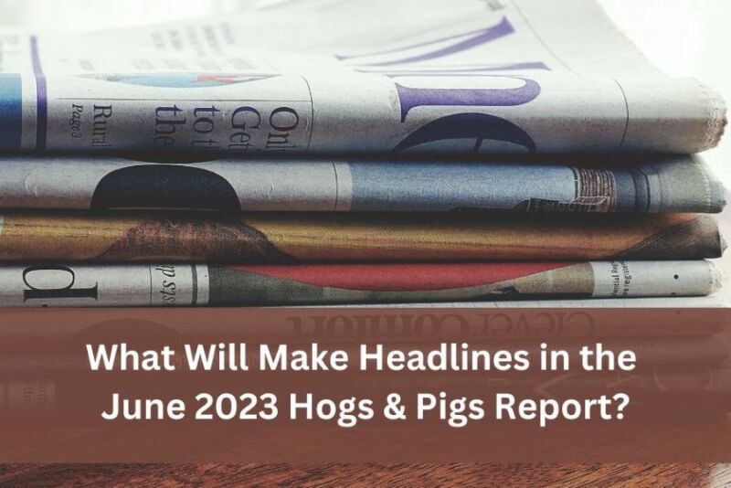 What Will Make Headlines in the June 2023 Hogs & Pigs Report?