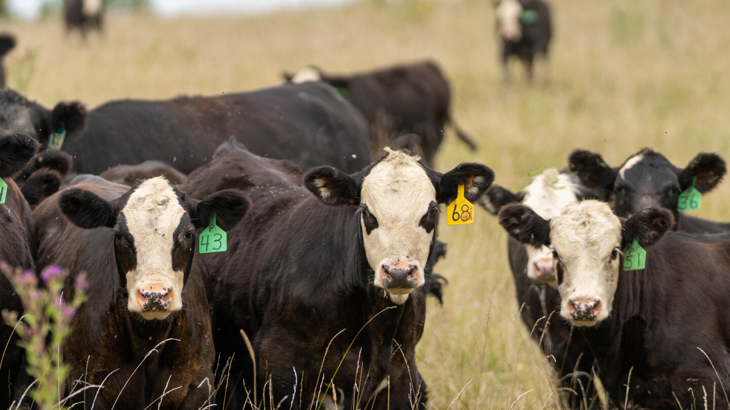 Ten Activities that Improve Profitability of Your Cowherd - Drovers