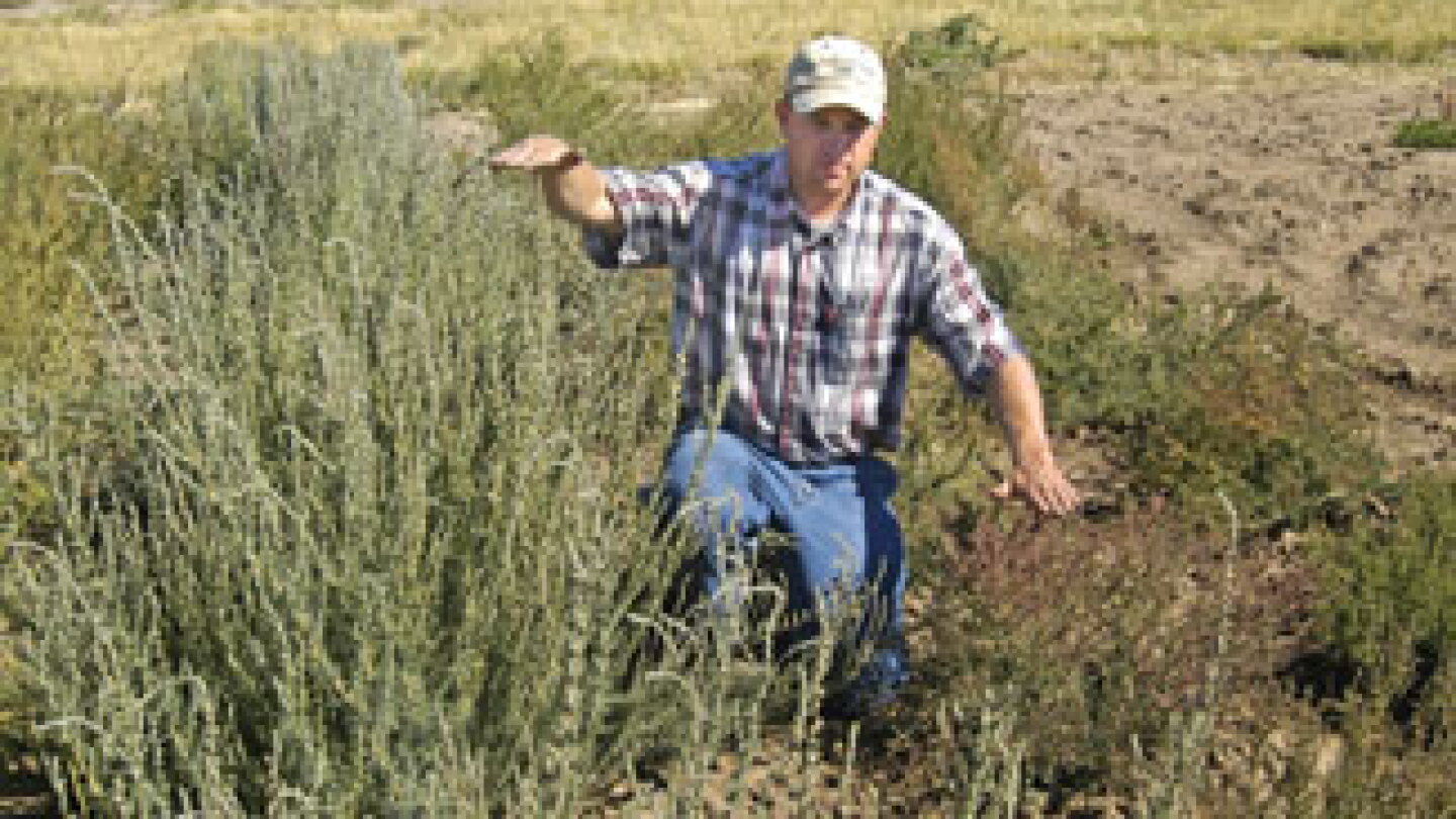 New Forage Kochia Doubles Yields - Drovers