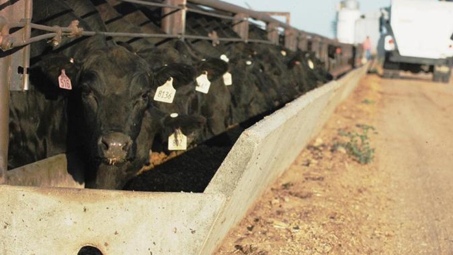 Cattle and Beef Markets Charge into 2025 - Drovers