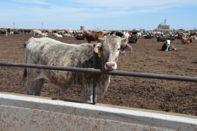 Us Imports Of Mexican Cattle Disrupted