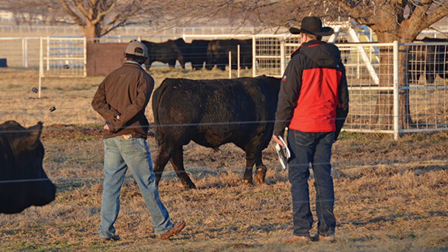 Identifying The Right Bull for Your Operation - Drovers