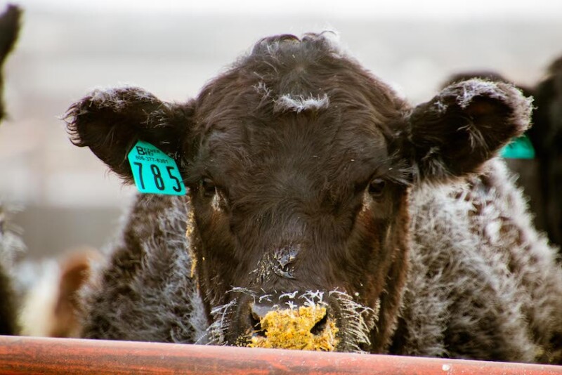 Unlock Cattle Performance: Why Feeding Rumen Microbes Matters - Bovine Vet