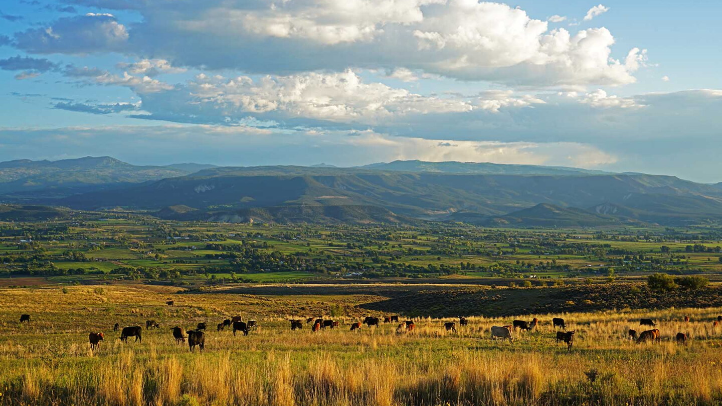 Colorado Man Sentenced In $5 Million Cattle Ponzi Scheme - Drovers