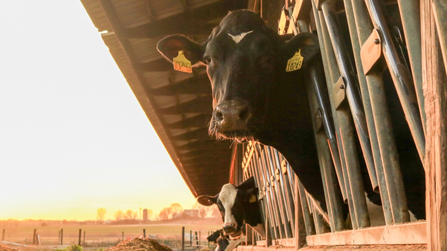 Stay Protected: Extended Dairy Coverage Brings Stability Through 2031 ...