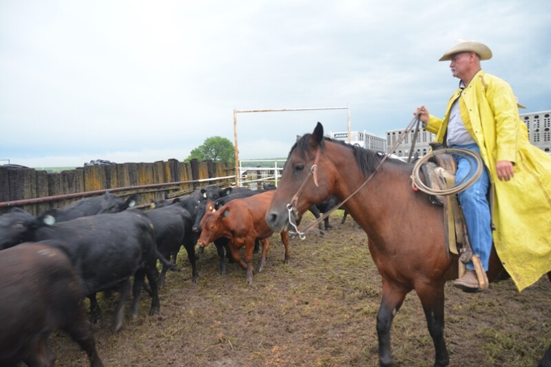 Volatility Not Over for Cattle and Other Commodity Markets - Drovers