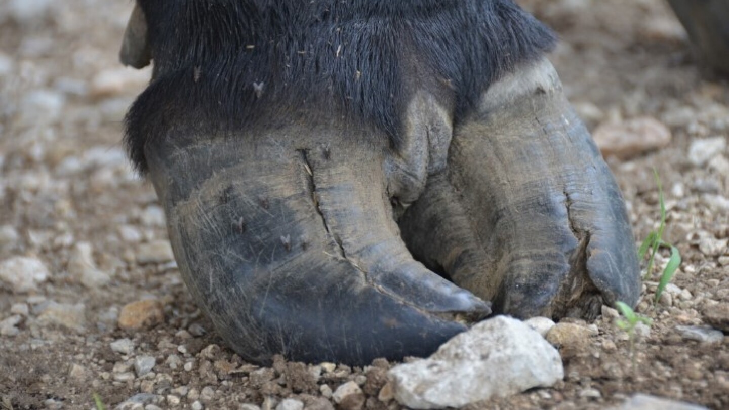 Hoof Cracks in Beef Cattle - Drovers