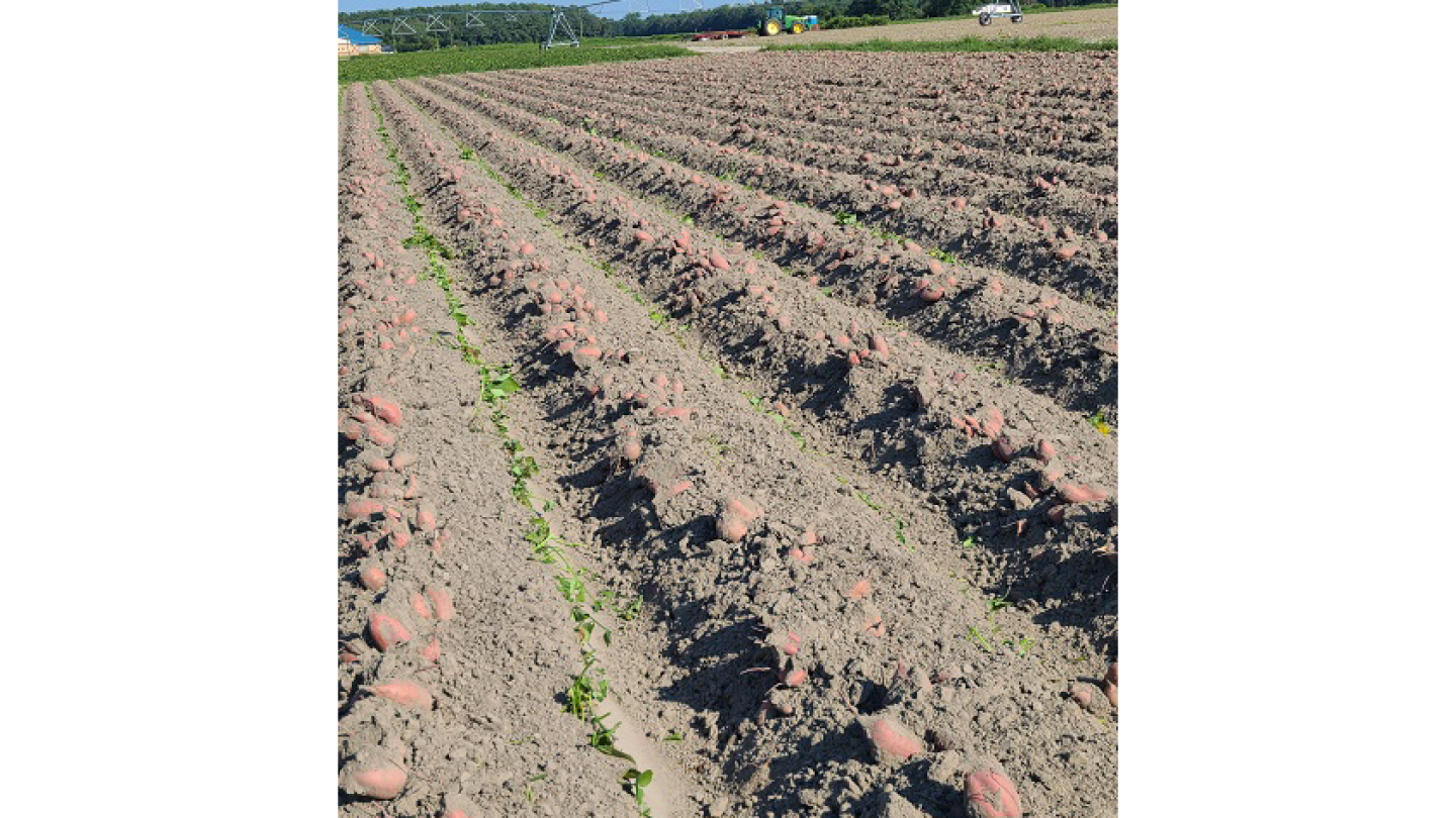 Corey Produce expects an improved sweet potato crop - The Packer