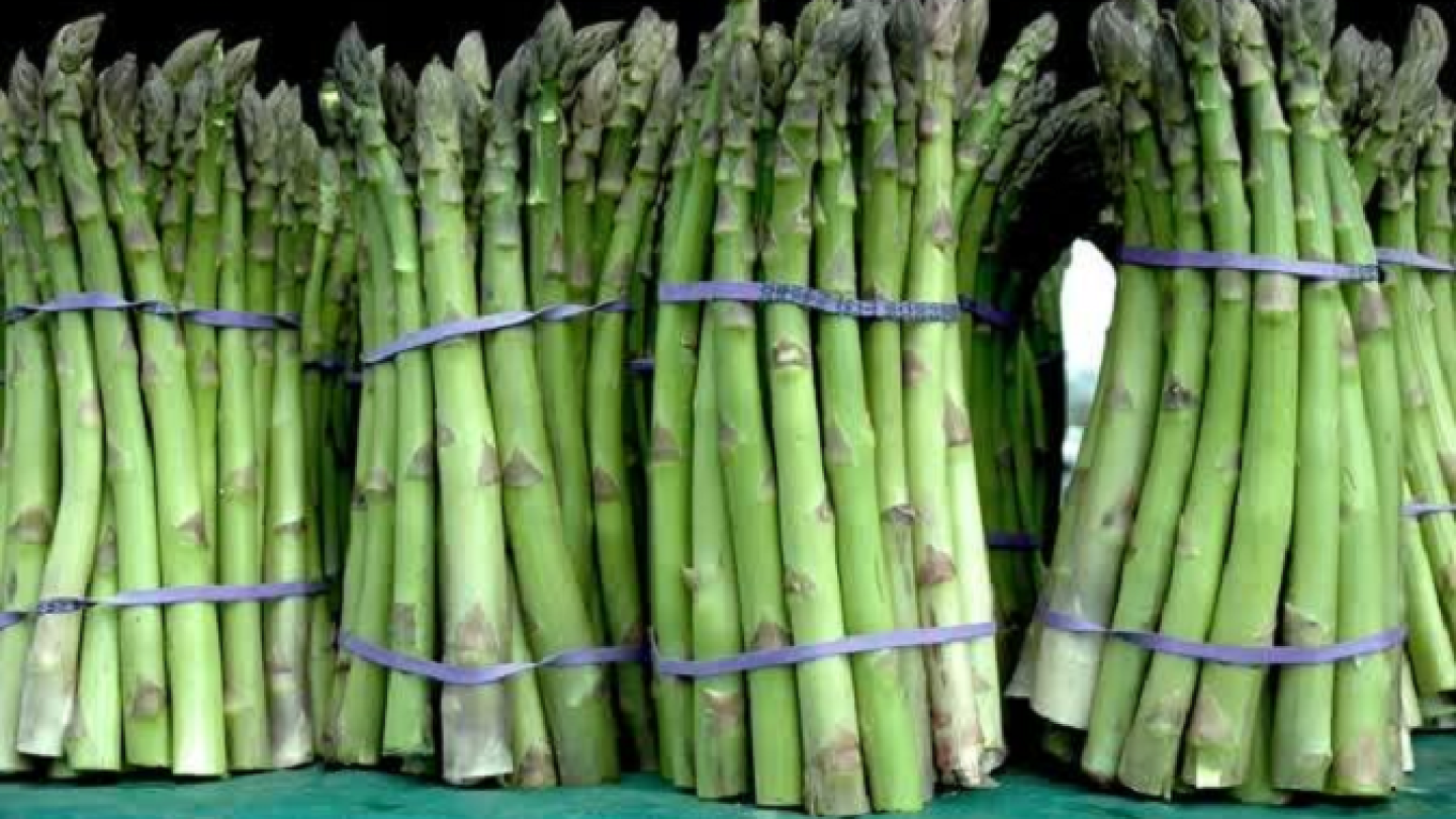 Asparagus season in Michigan starts, peak hits Memorial Day - The Packer