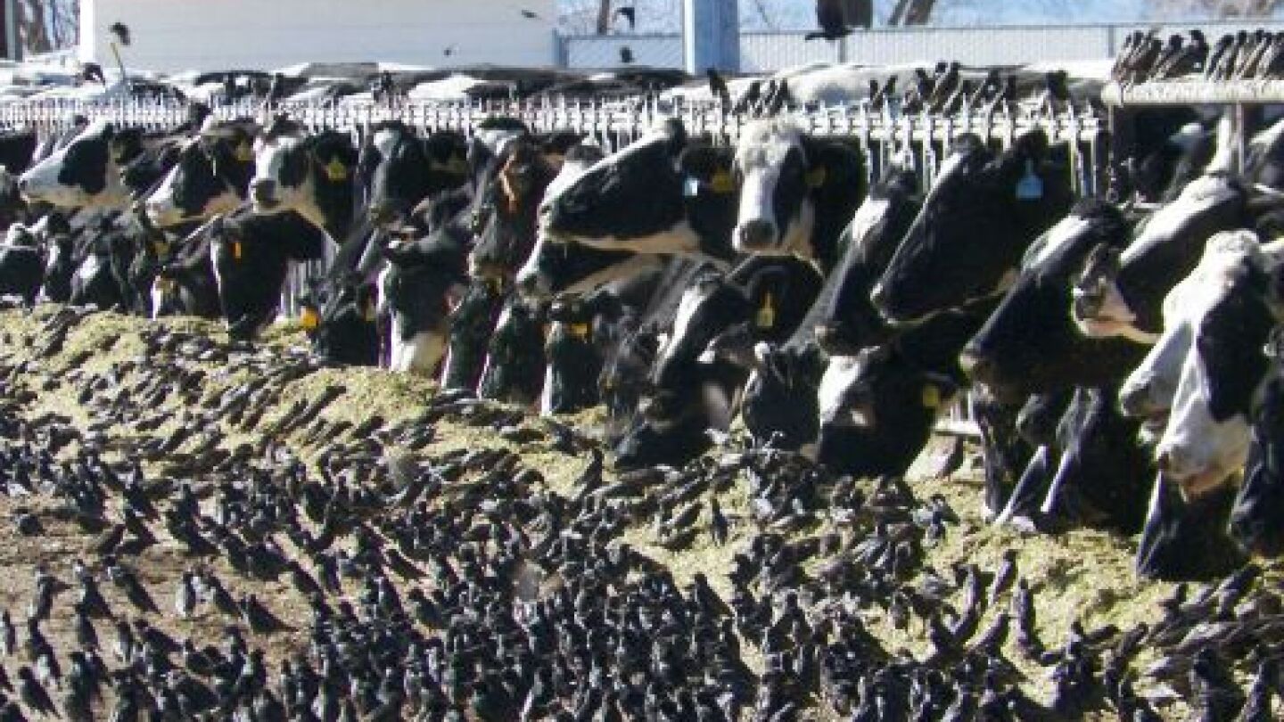 Discover What’s Next in Bird Flu: Must-Know Lessons from Last Year ...