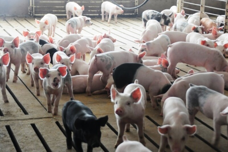 Genus and The Roslin Institute Team Up to Produce PRRS-Resistant Pigs ...