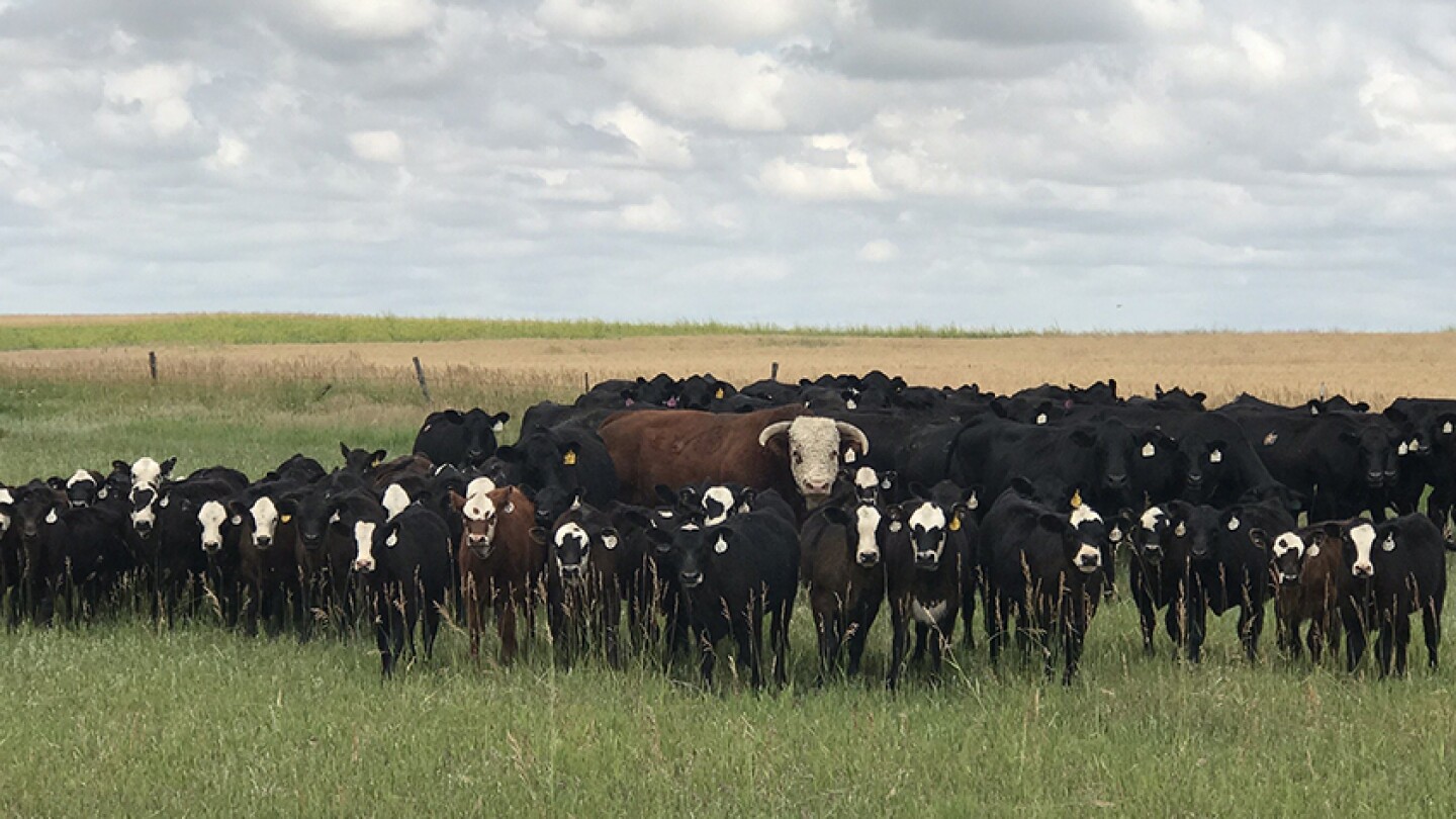 6 Tips to Prepare Your Herd for Breeding Season