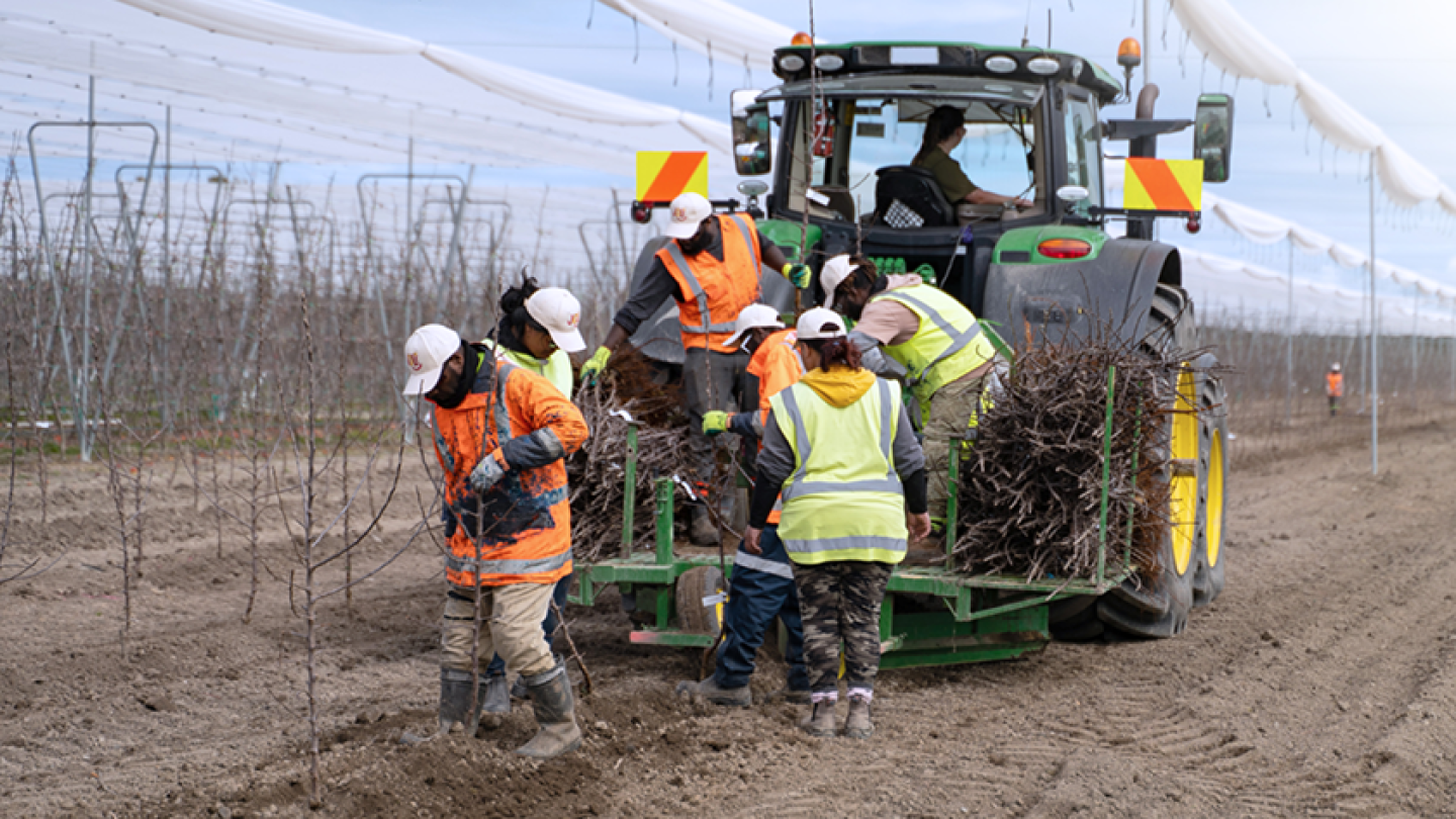 First commercial planting for new Joli apple begins in New Zealand ...