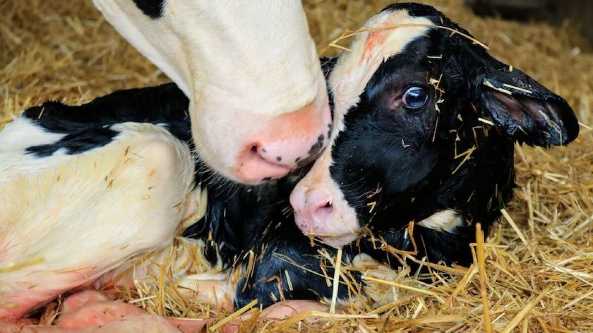 newborn calf problems