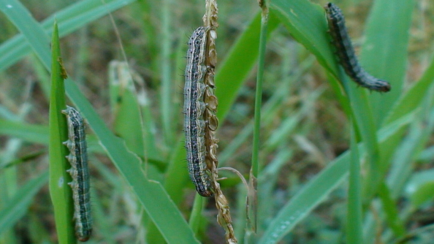 Hay Growers, Homeowners Dealing with Persistent Fall Armyworms