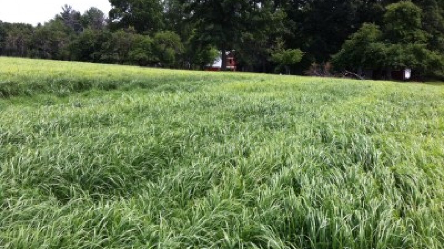 Teff Grass is Working in Hay Crop Rotations