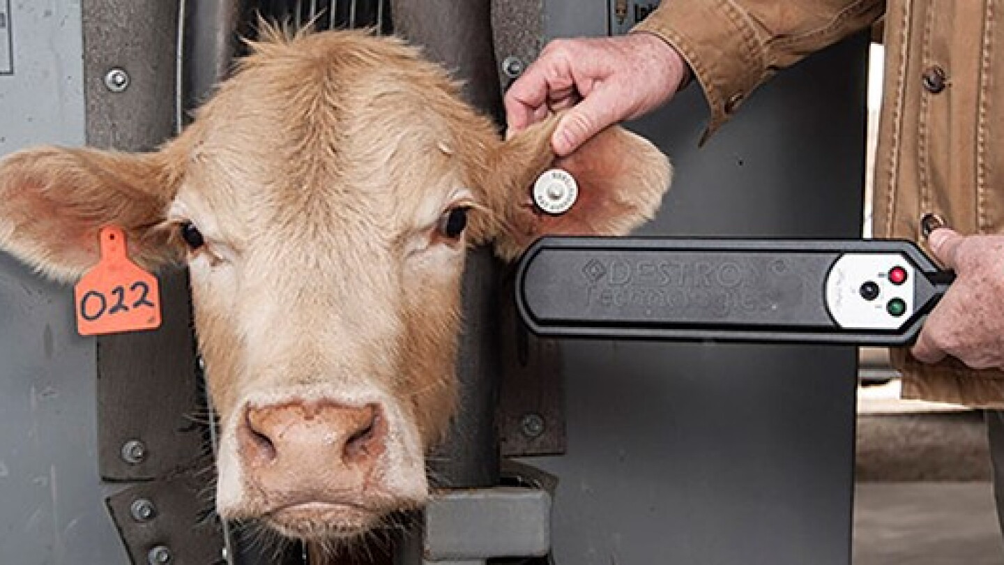 APHIS To Require Electronic Animal ID for Certain Cattle and Bison ...