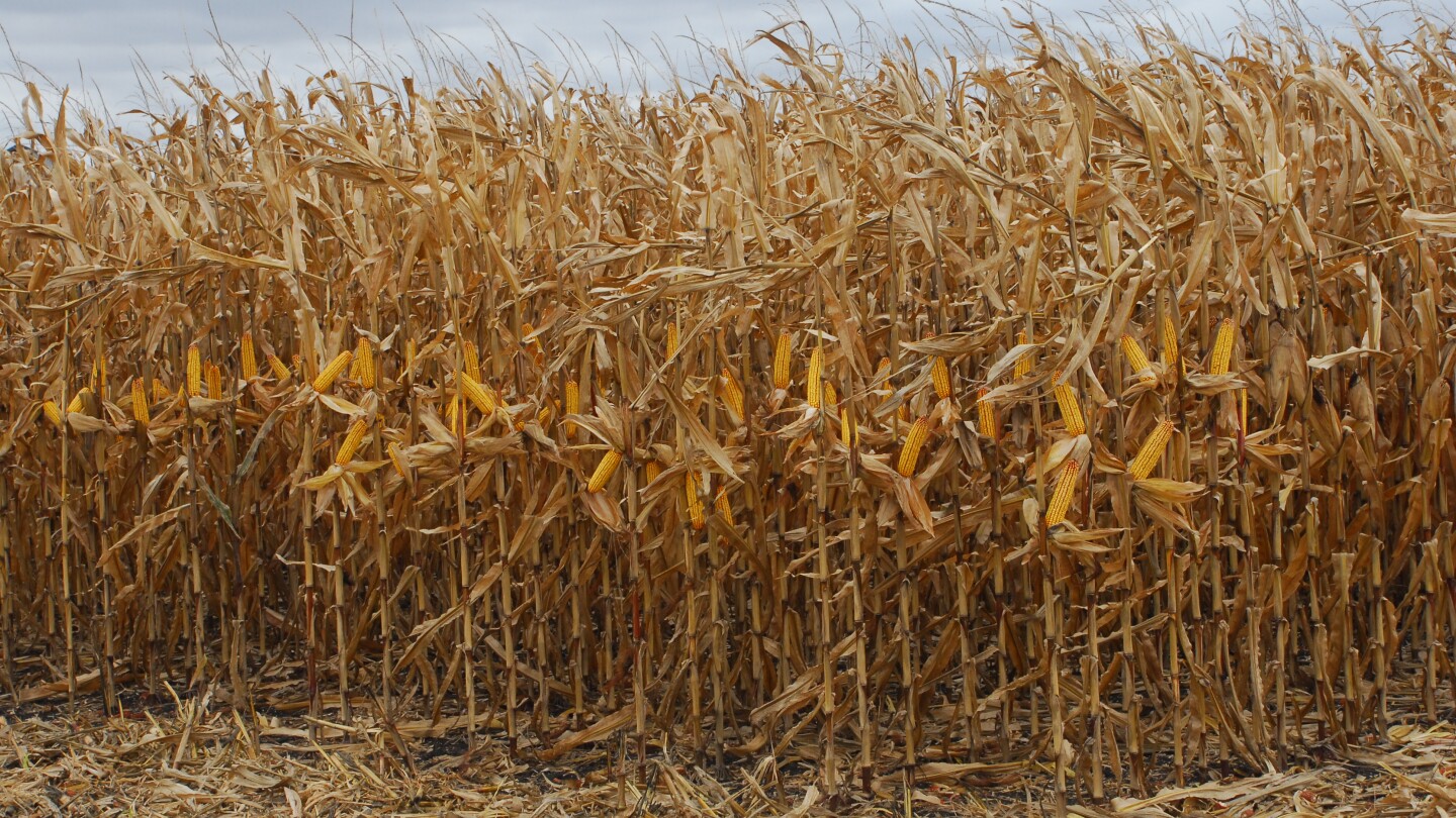 All That Unharvested Corn is Counted as On Farm Storage - AgWeb