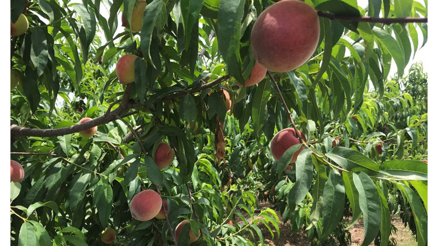 Strong peach crop expected out of South Carolina - The Packer