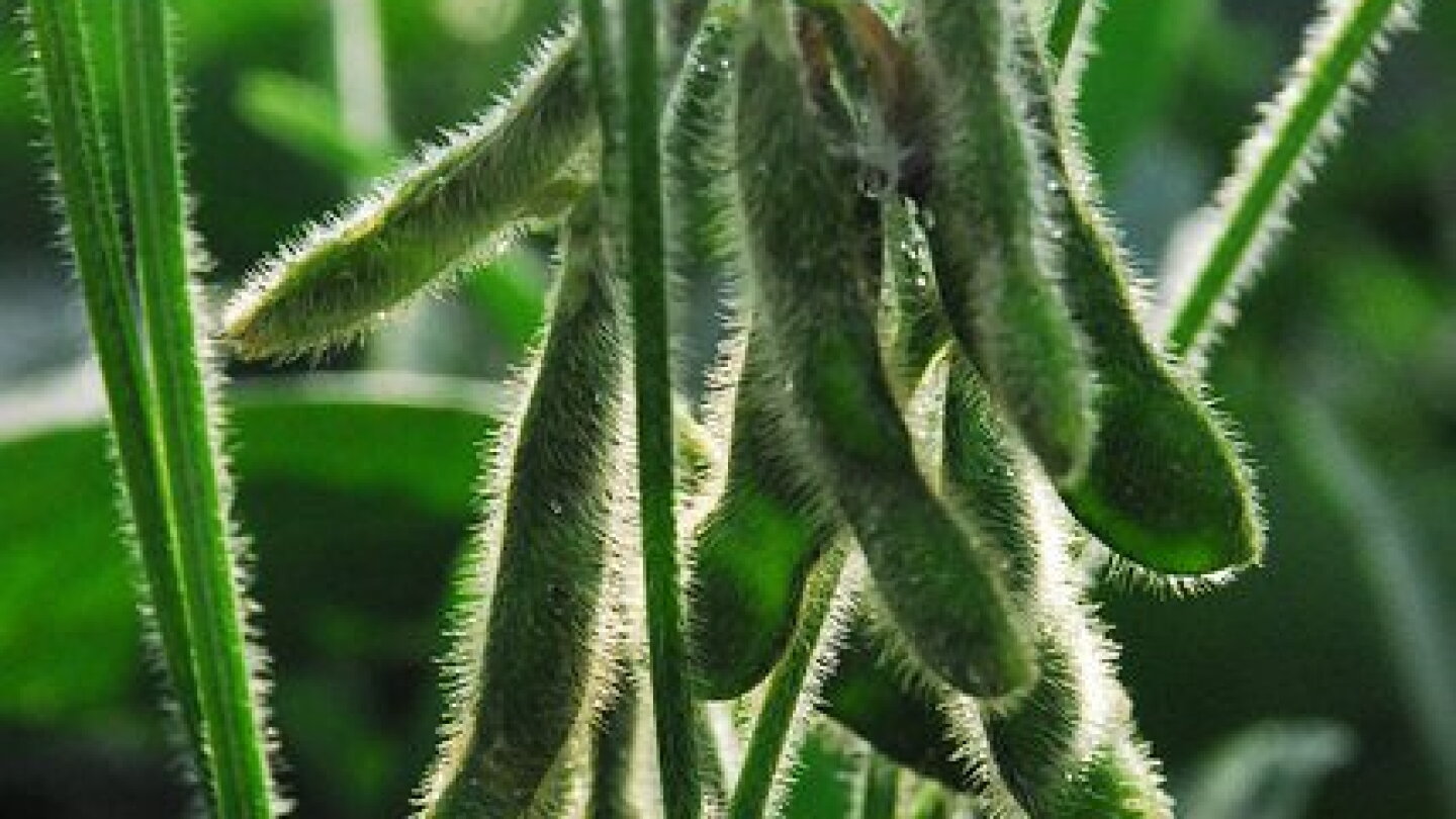 Should You Consider a 'Soybean Swap'? - AgWeb