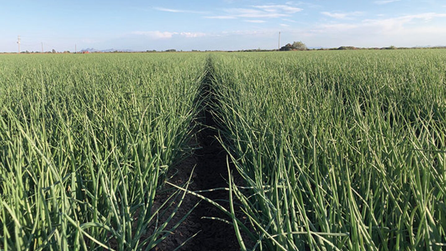 New Mexico onions — Building on exceptional 2019 - The Packer