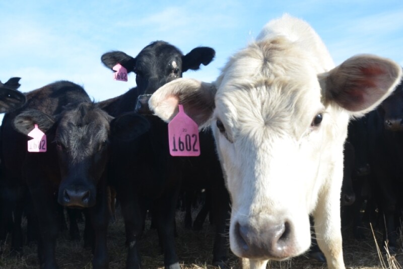 Cattle Outlook: Prices Continue to Rise