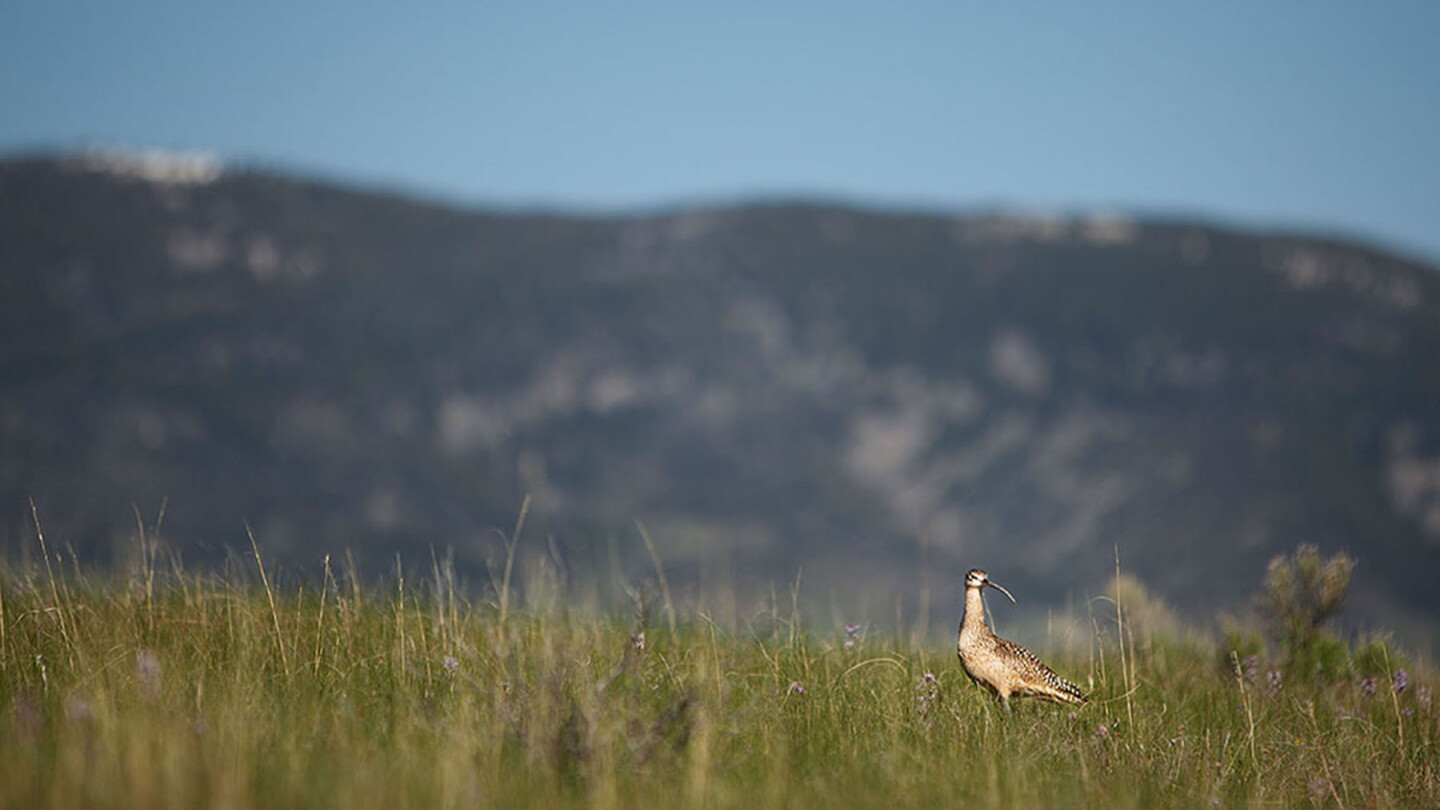NCBA and PLC Denounce Focus on Wilderness Designations