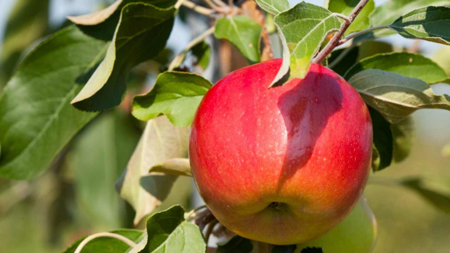 Minnesota’s First Kiss apple returns - The Packer - Fruit and Vegetable ...