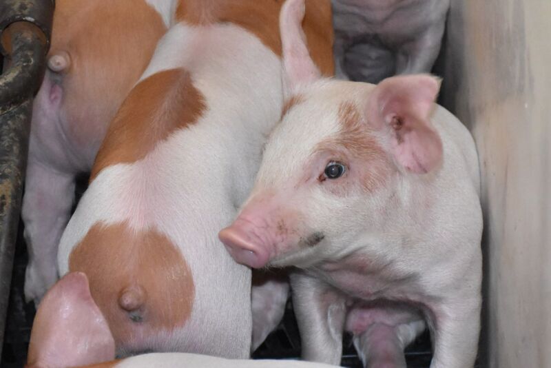 The Future of Swine Health: Insights and Preparations for 2025