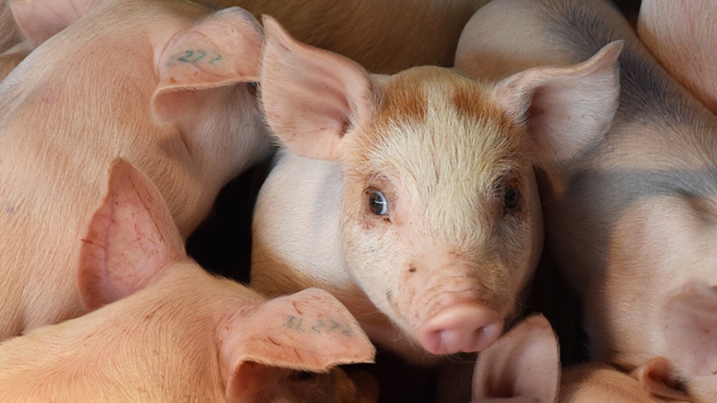 Start the New Year Informed About These 3 Swine Health Issues - Pork Business