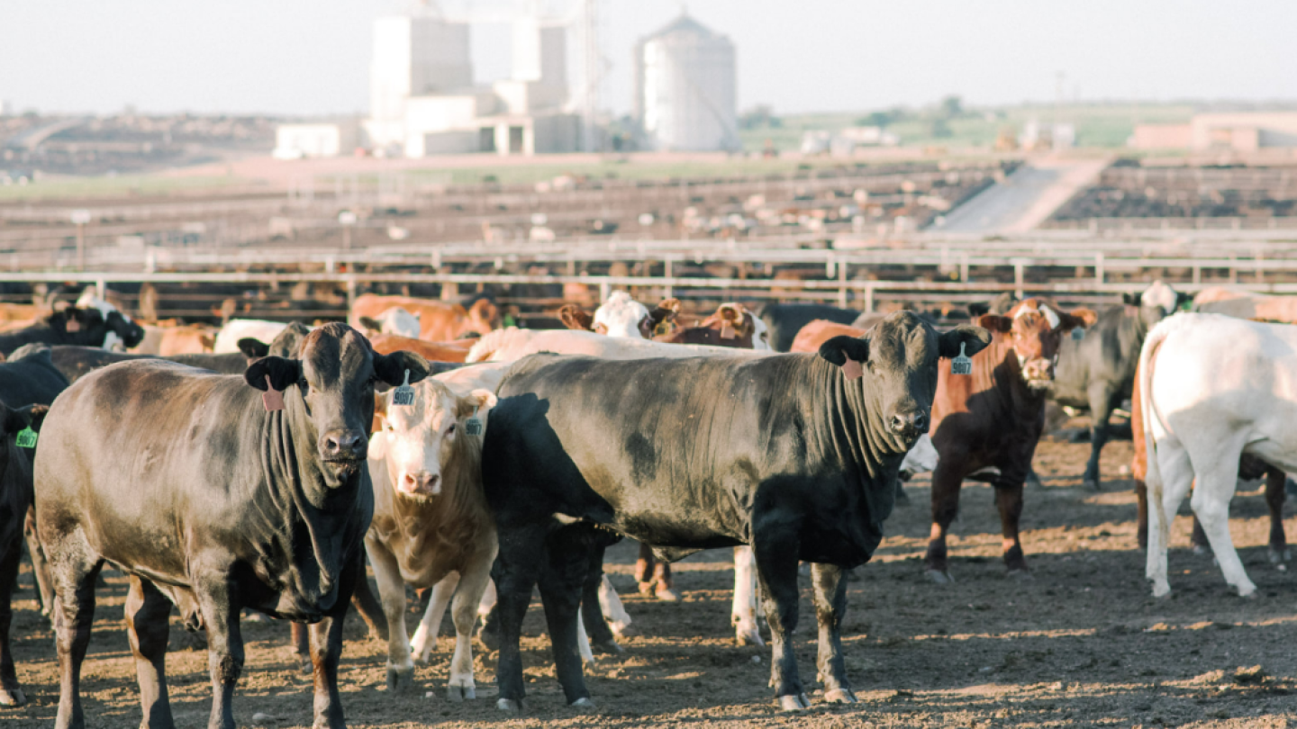 Tips for Managing Hospital, Chronic and Rail Pens in Beef Feedlots ...
