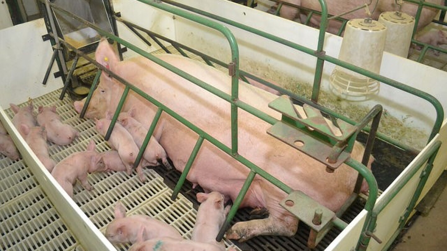 United Kingdom Veterinarians Call for Ban on Farrowing Crates