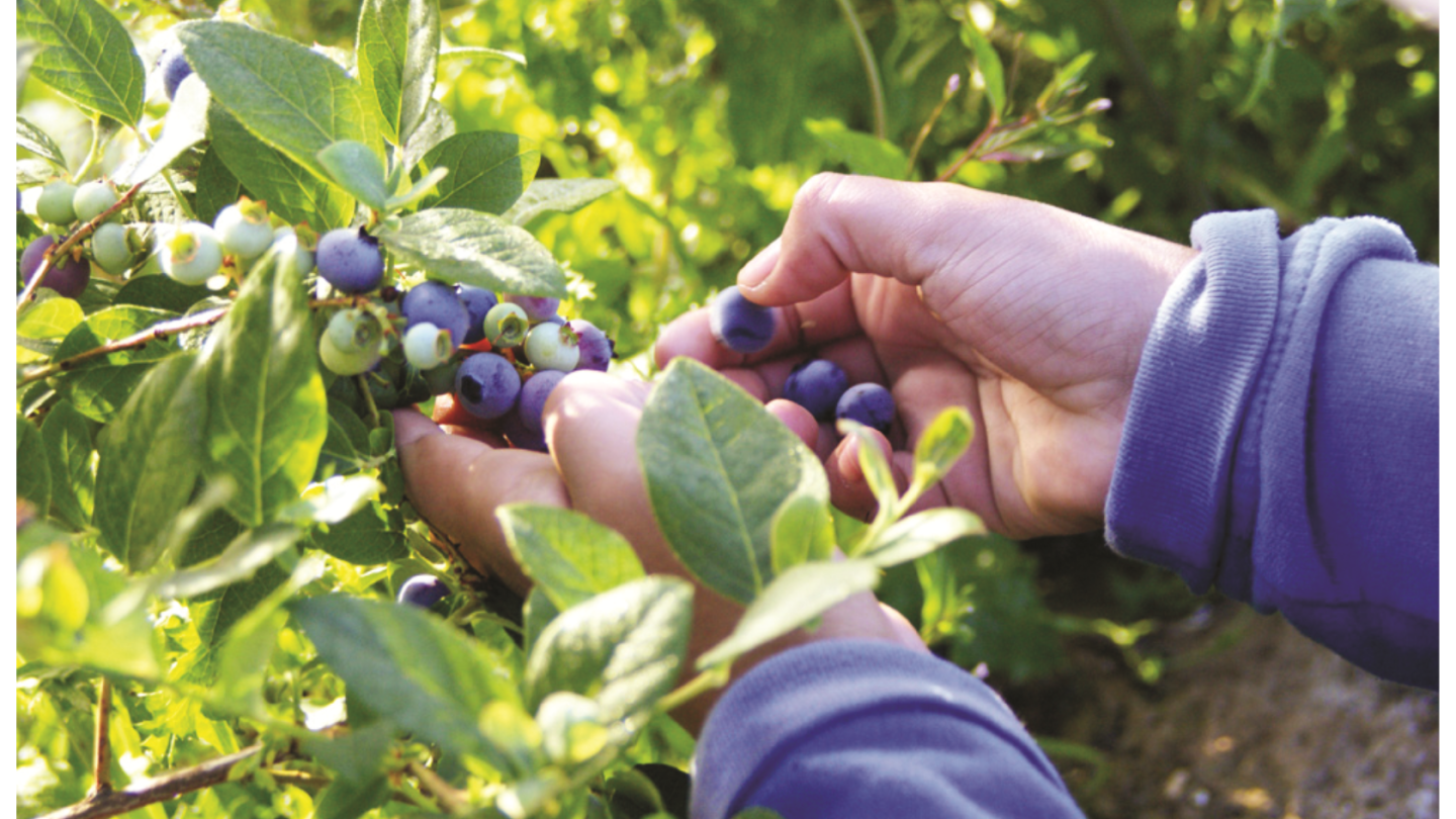 Blueberry groups spar over effects of imports during ITC hearing - The ...