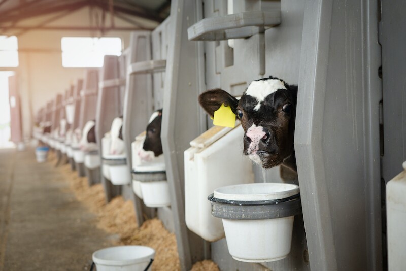 The Evolution of Dairy Calf Nutrition - Dairy Herd